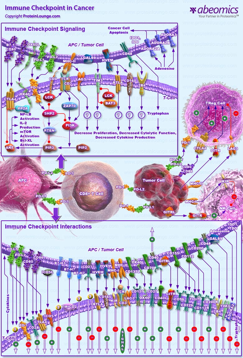 Immune Checkpoint Signaling in Cancer